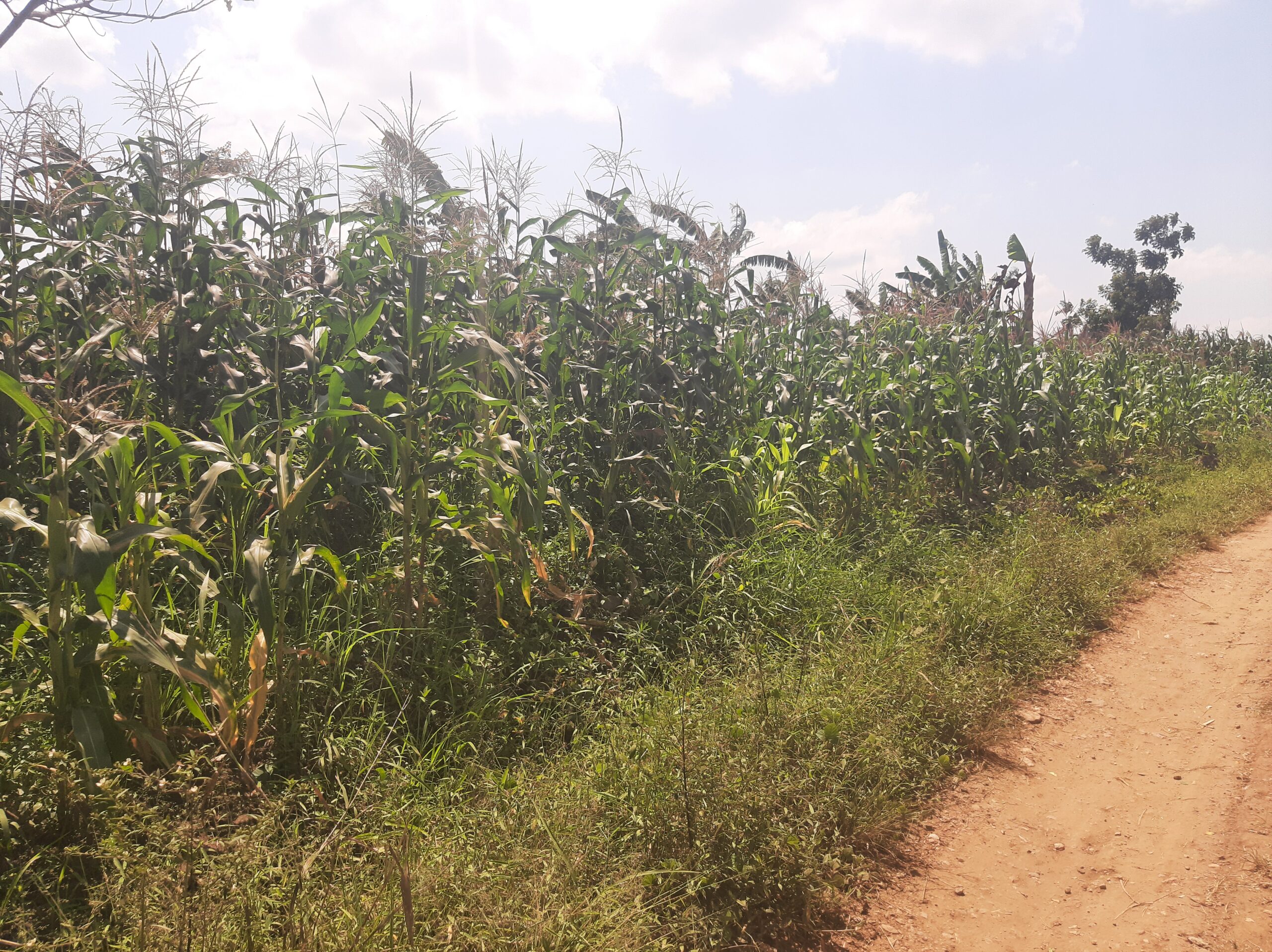 3.5 Acre Land For Sale In Semuto - Aderok Real Estates Uganda